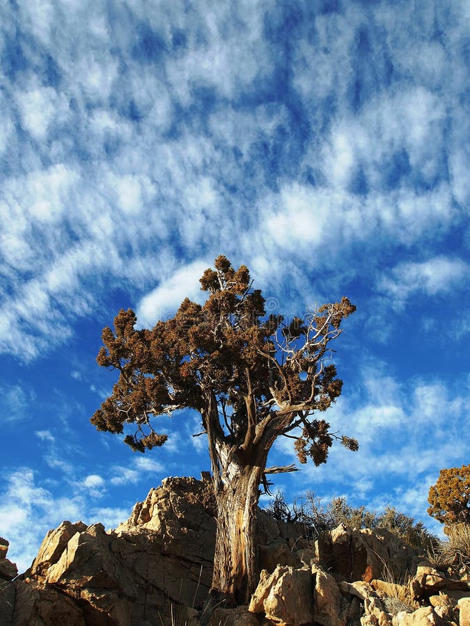 Enbuske fotografering för bildbyråer. Bild av öken, sydväst - 18208739