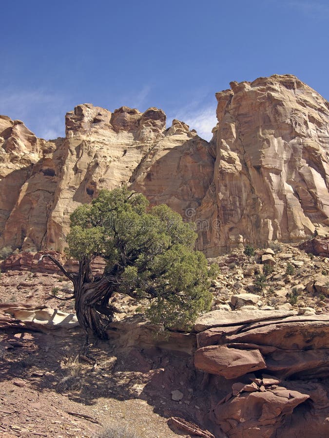 Enbuske fotografering för bildbyråer. Bild av öken, sydväst - 18208739