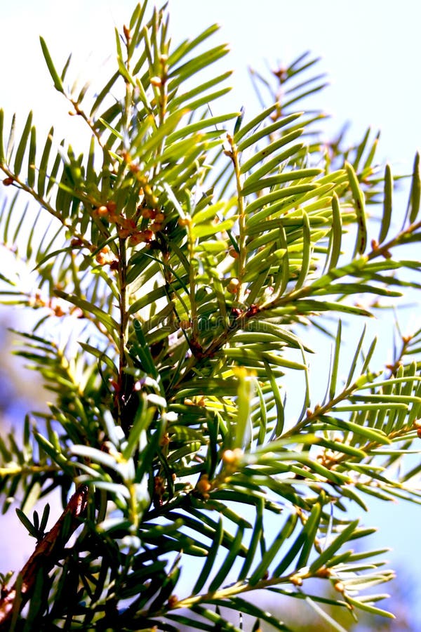 Enbuske i trädgården arkivfoto. Bild av landskap, formellt - 41973730
