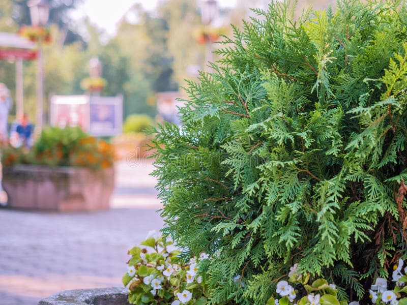 Enbuske i gatan arkivfoto. Bild av sfär, charma, dekorativt - 79525182