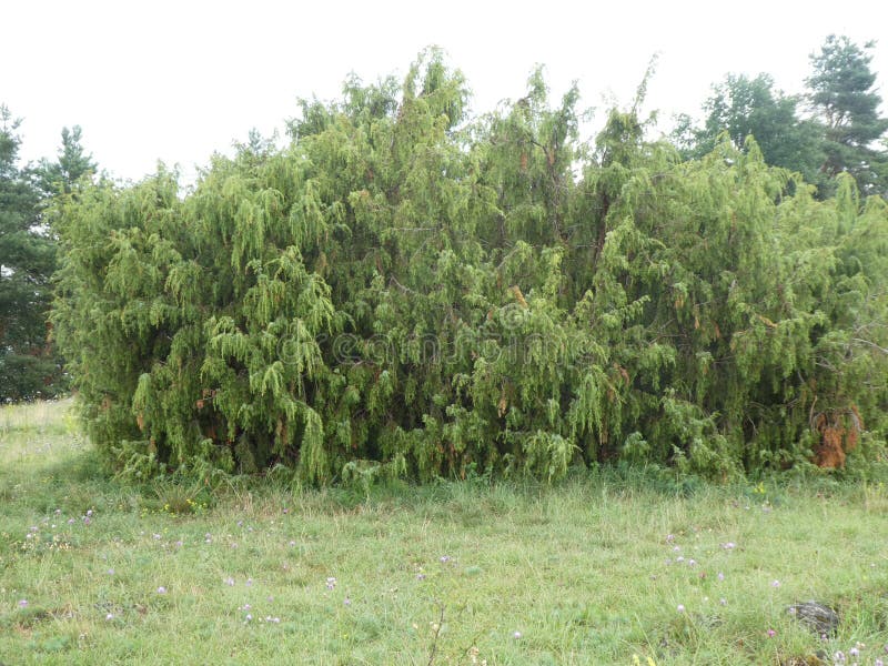 Enbuske Stock Foton , bilder och fotografi - Ladda ner 240 foton