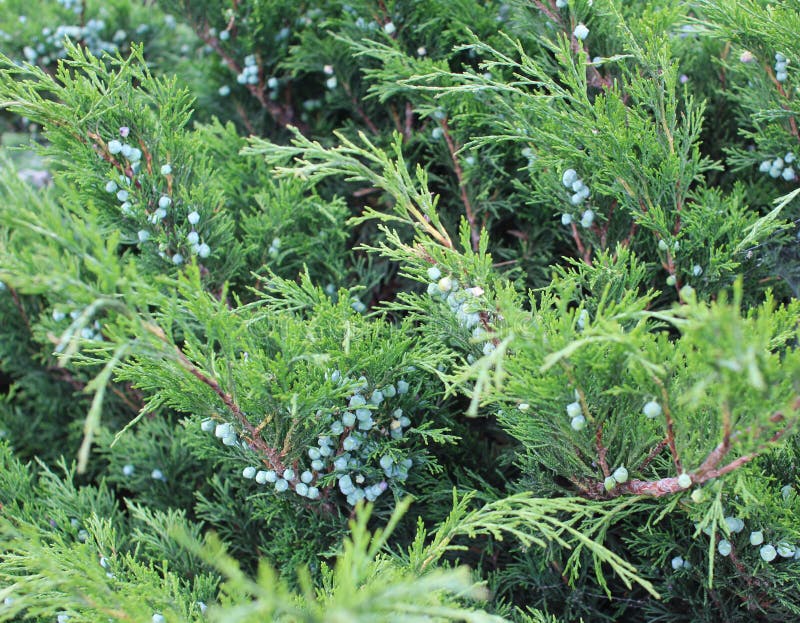 Enbuske i trädgården arkivfoto. Bild av landskap, formellt - 41973730