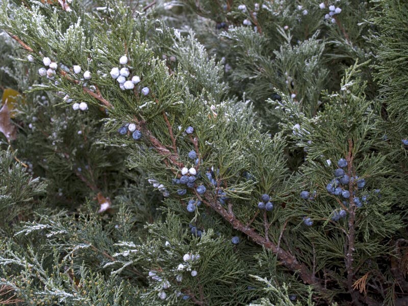 Enbuske Stock Foton , bilder och fotografi - Ladda ner 240 foton