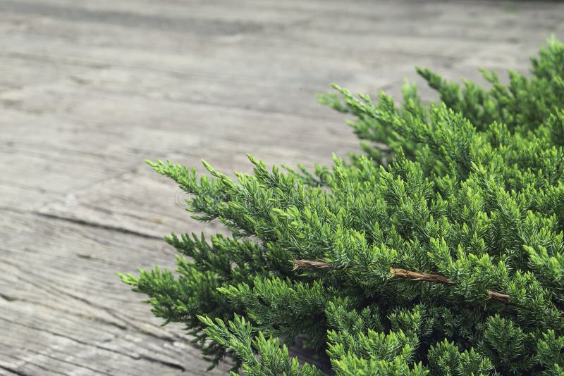 Enbuske Stock Foton , bilder och fotografi - Ladda ner 240 foton