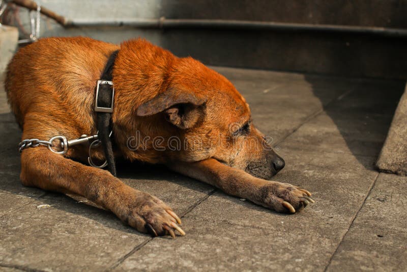 Perro encadenado imagen de archivo. Imagen de asoleado - 40215141