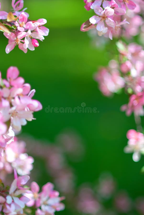 Encadrement rose de fleur photo stock. Image du ressort - 24266440