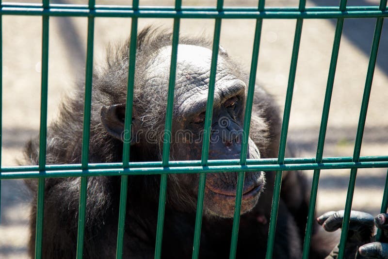 Chimpanzee Monkey in Zoo. Mammal Looking through Bars Stock Photo ...