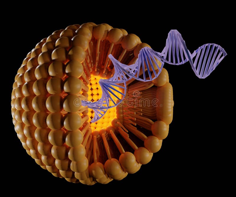 Encapsulation of the DNA Inside of Liposomes Stock Illustration ...