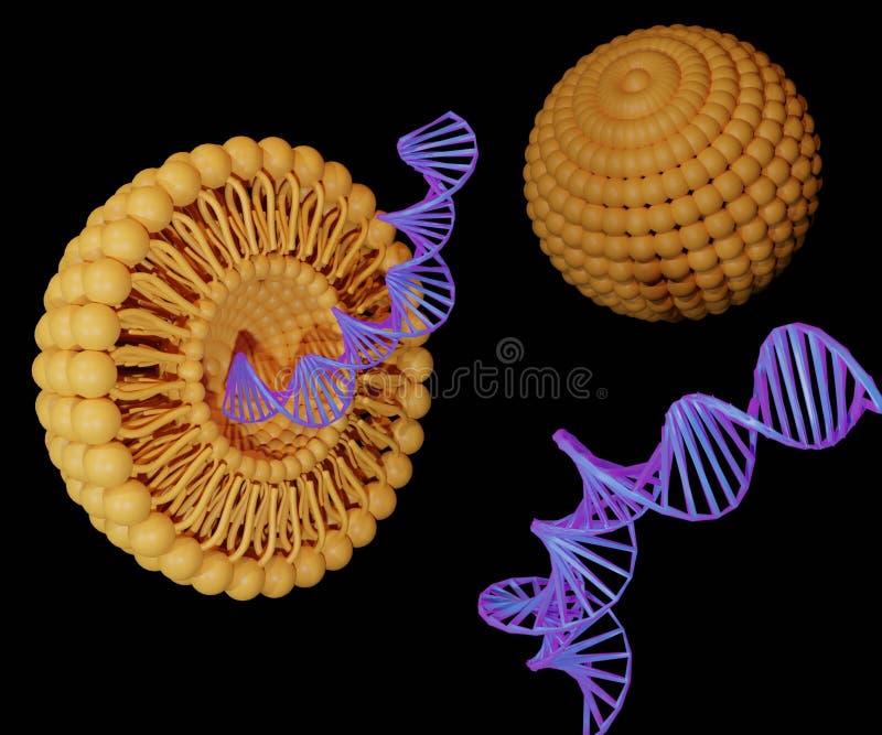 Encapsulation of the DNA within Liposomes Would Be Useful for Practical ...