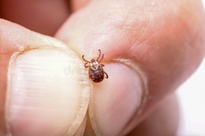Encephalitis Tick in the Hands of Man Stock Image - Image of ixodid ...