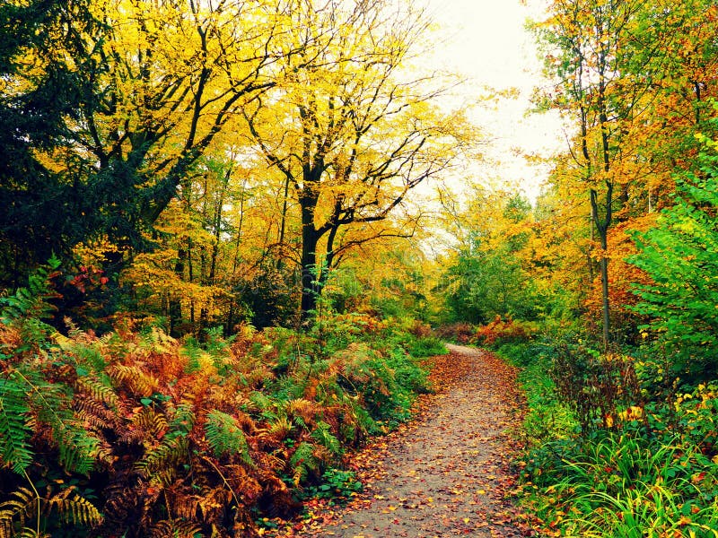 Enchanted Amber Forest Footpath Stock Image - Image of grove, morning ...