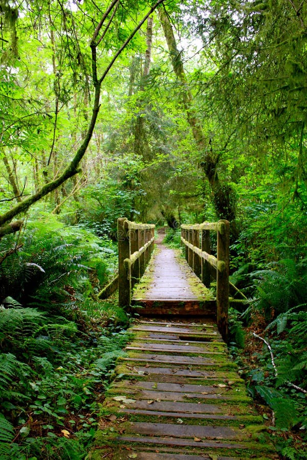 Enchanted Bridge stock photo. Image of magical, center - 34670808