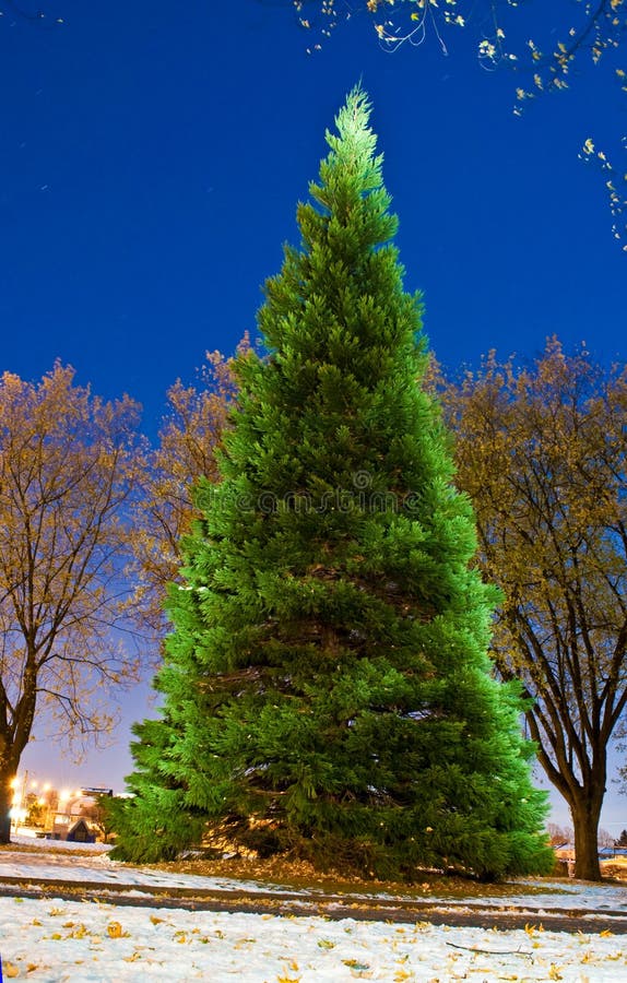 Enchanted Christmas Tree stock image. Image of festive - 22092233