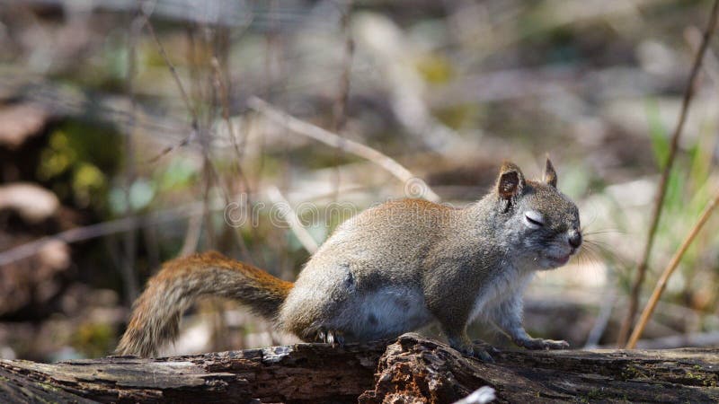 Enchanted Encounter: Squirrel on Log Stock Image - Image of animal ...
