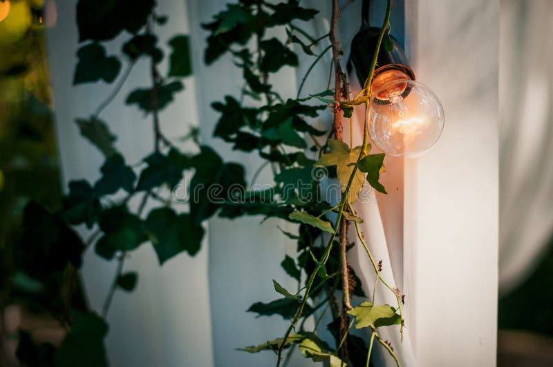 Enchanted Evening Glow: a Vintage Light Embraced by Nature& X27;s ...