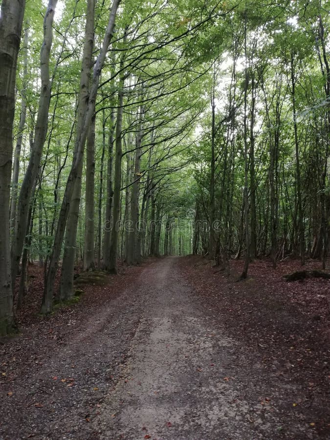 Enchanted florest stock image. Image of path, road, florest - 125772099