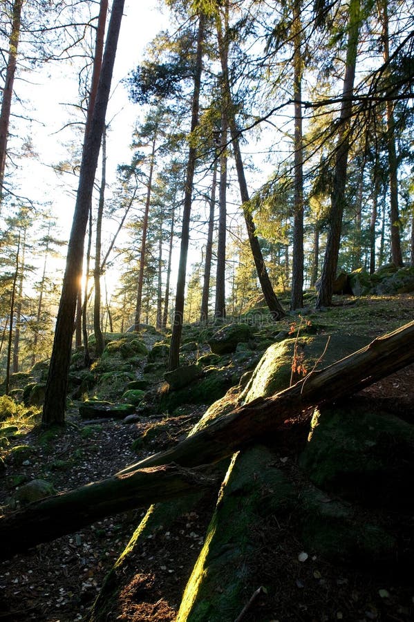 Shady forest stock photo. Image of shadow, green, woods - 2778452