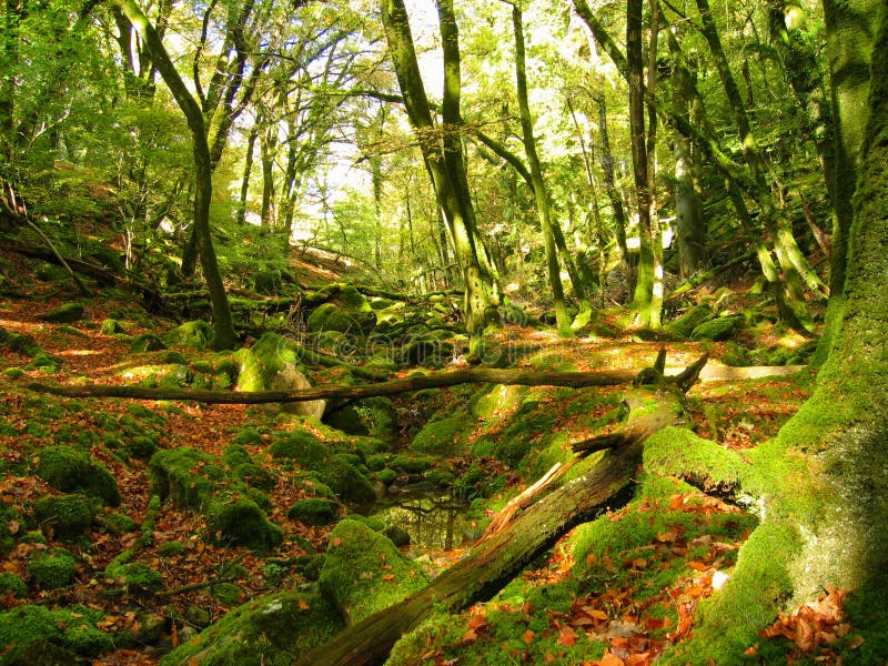 The Enchanted Forest stock photo. Image of united, wood - 368978