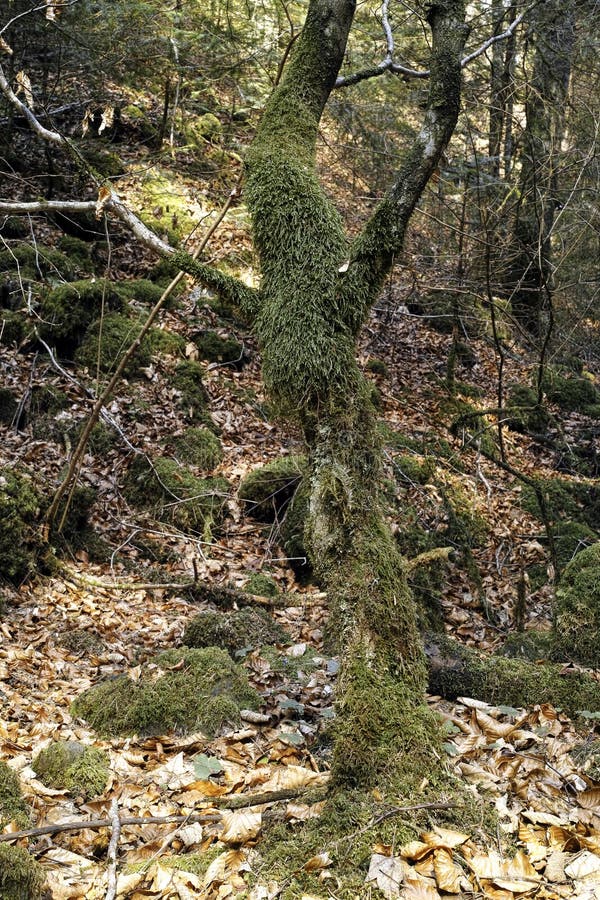 Enchanted forest stock photo. Image of wood, trees, wooden - 42192830
