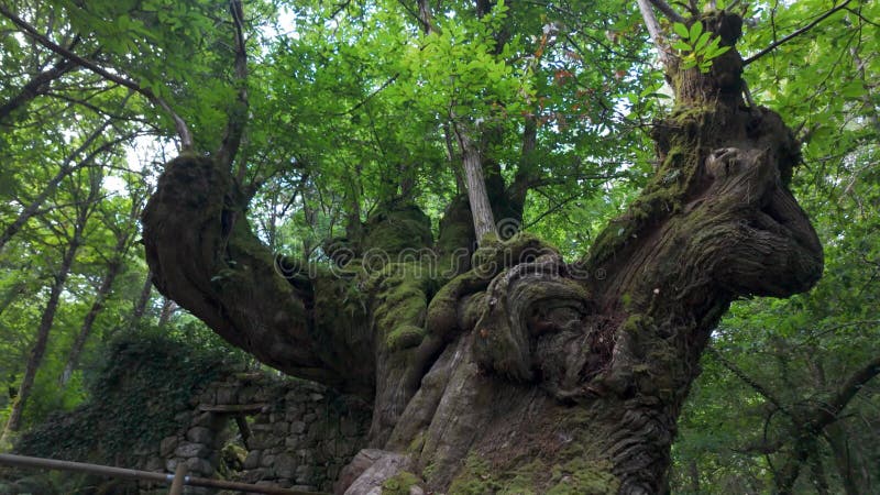 Enchanted Forest with an Ancient Chestnut Tree with an Impressive Trunk ...
