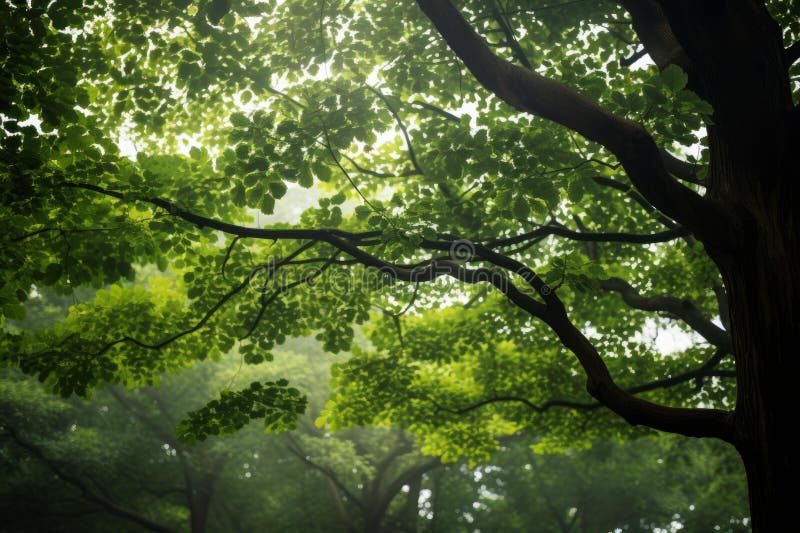 Enchanted Forest Canopy in Misty Light Stock Photo - Image of ...