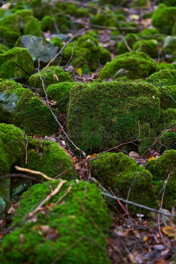 Enchanted Forest Covered in Moss Stock Photo - Image of decoration ...