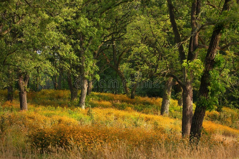 Enchanted Forest Covered in Yellow Disies. Stock Image - Image of ...