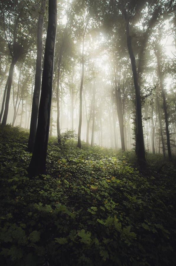 Enchanted Forest with Fog and Sun Light Stock Photo - Image of fall ...