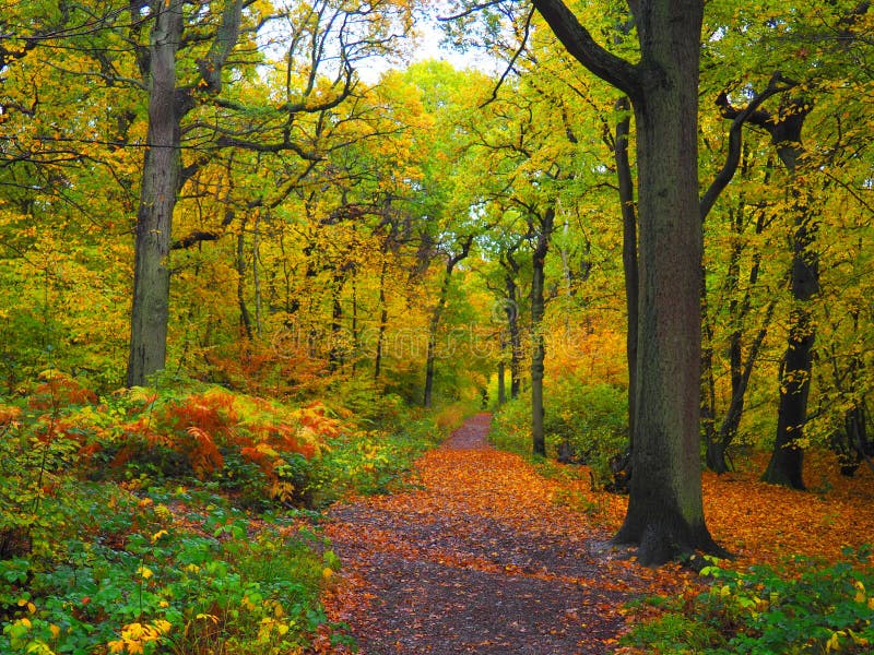 Enchanted Forest in Golden Autumn Stock Photo - Image of dream ...