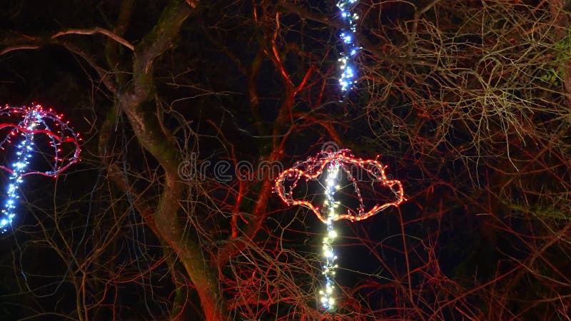 Enchanted Forest Lights - Nighttime Tree Decorations Illuminated Stock ...
