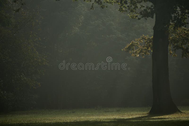 Enchanted Forest. Misty, Spooky Forest with a Majestic Tree Stock Photo ...