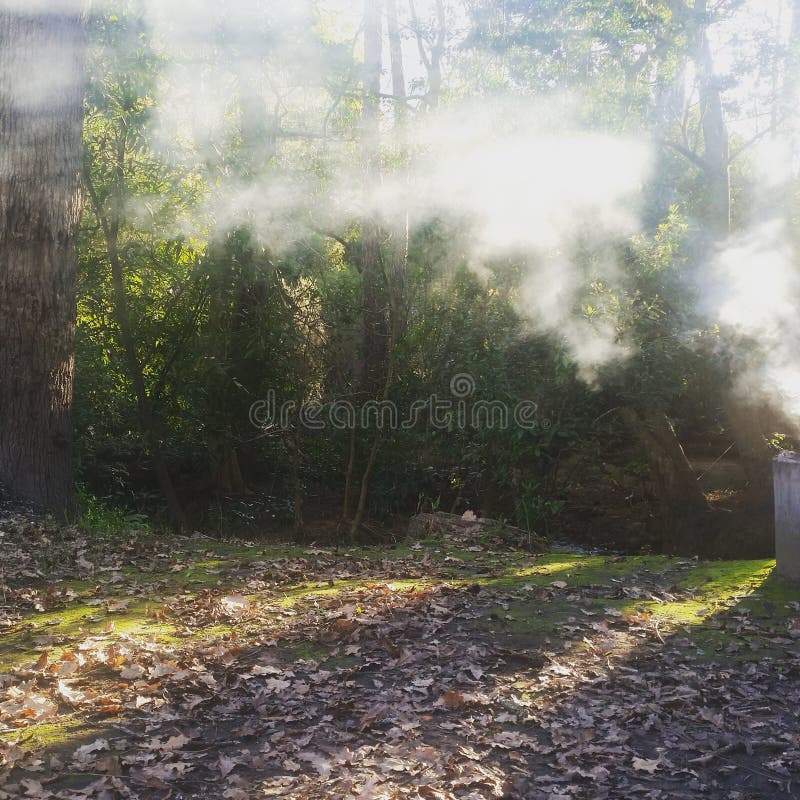 Enchanted forest stock image. Image of summer, forest - 117562733