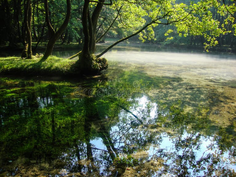 Enchanted forest stock image. Image of mysterious, natural - 46236005