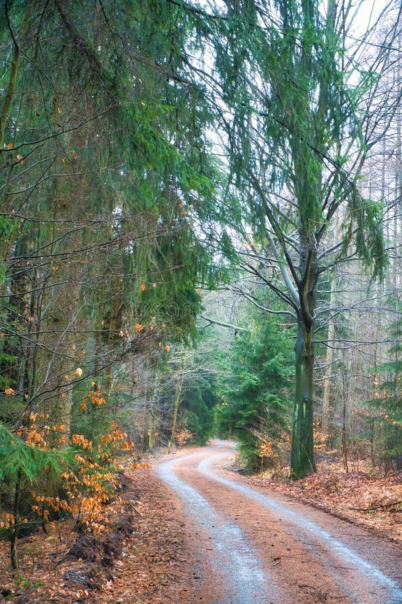 Enchanted Forest Path in the Fall. Moss-covered Trees Create a Mystical ...