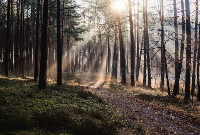 Enchanted Forest Path on a Sunny Day Stock Image - Image of summer ...