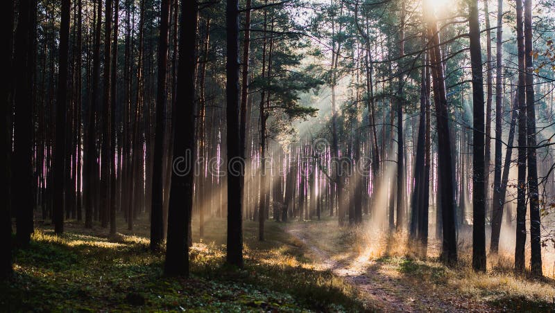 Enchanted Forest Path on a Sunny Day Stock Image - Image of tranquil ...