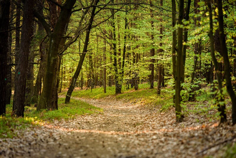 Enchanted Forest Path on a Sunny Day Stock Image - Image of path ...