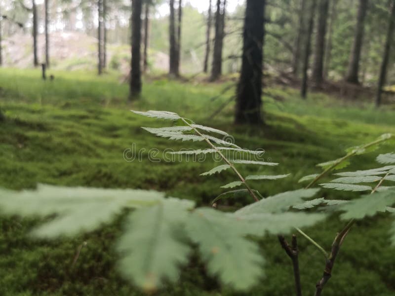 Beautiful Enchanted Forest in Green Stock Photo - Image of tree, spruce ...