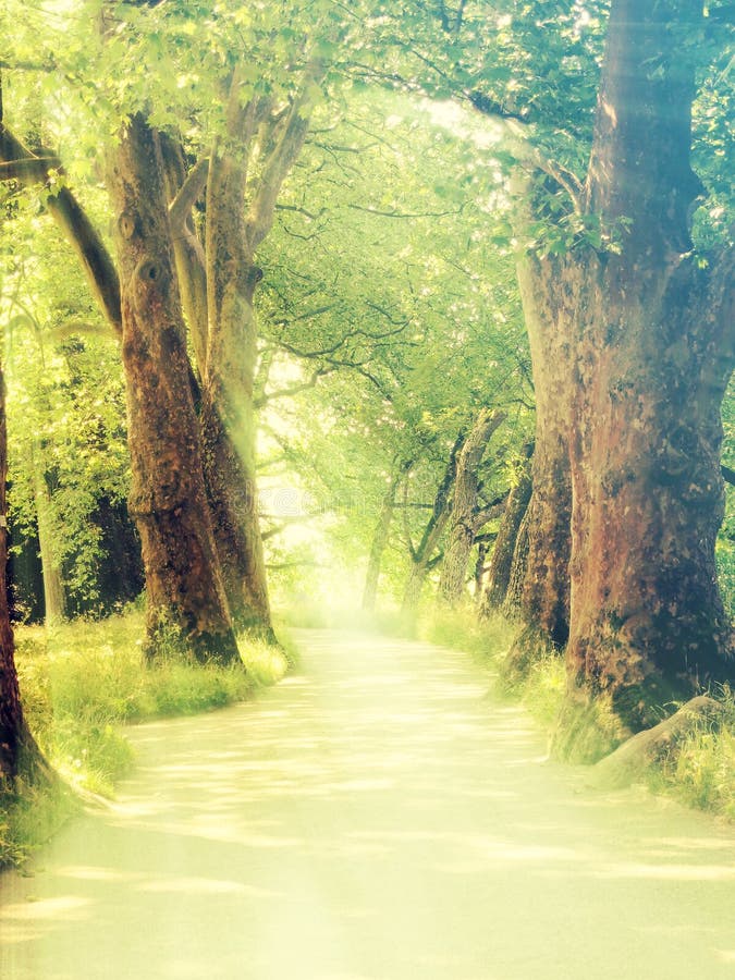 Enchanted Forest with Sun Rays Stock Photo - Image of path, plants ...