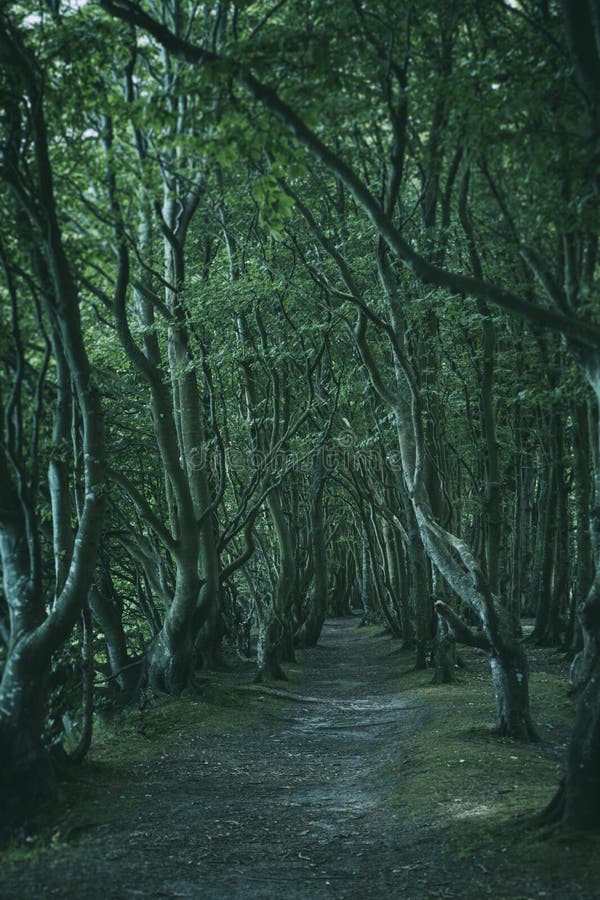 Enchanted Forest with Twisted Trees Stock Image - Image of fantasy ...