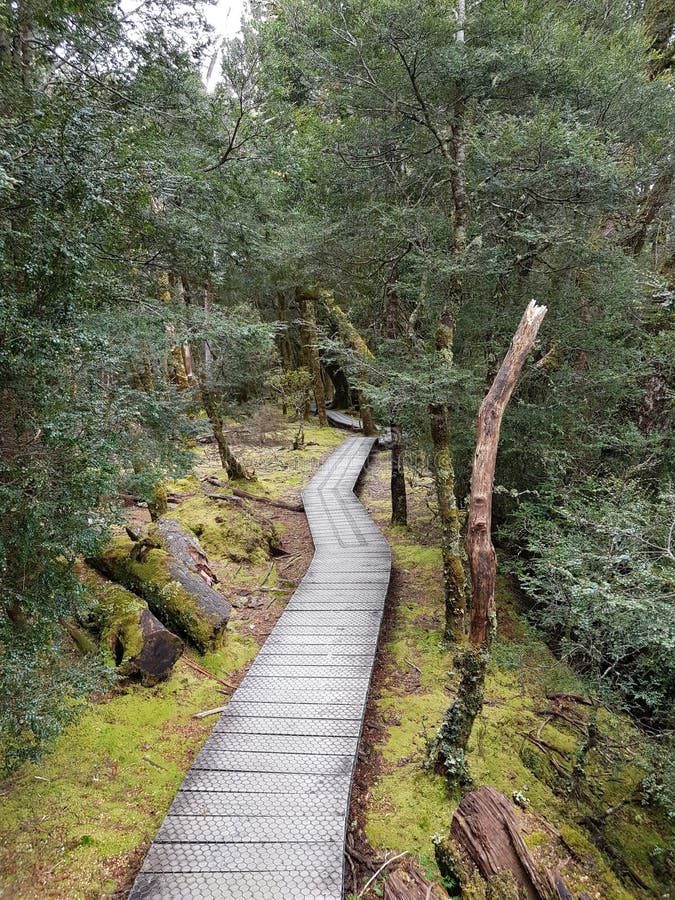 Enchanted Forest Walk Cradle Mountain Tasmania Australia Stock Photo ...