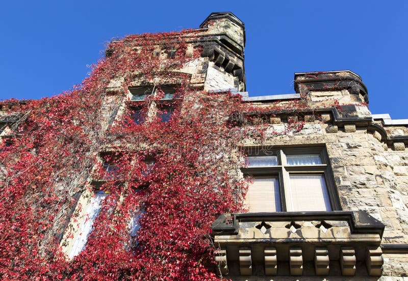 Enchanted House stock photo. Image of nature, house, climber - 28083362