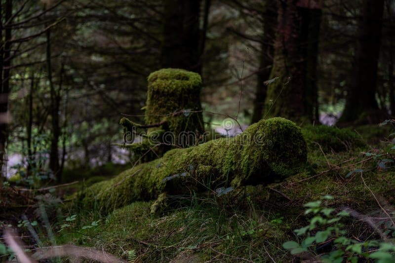 Enchanted Moss Covered Forest Logs Stock Photo - Image of cover ...