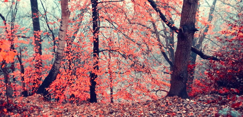 Enchanted Nature in Colourful Fall Stock Image - Image of fall ...