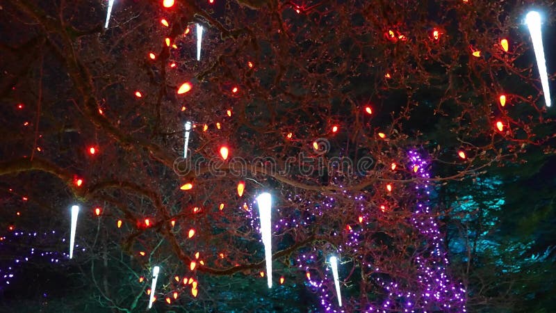 Enchanted Night Lights on Trees in a Magical Forest Setting Stock Video ...