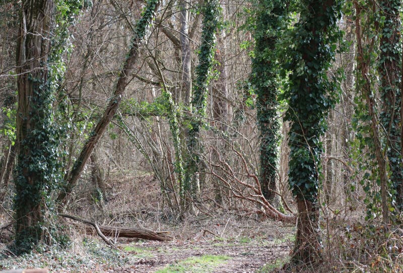 Enchanted Path stock photo. Image of natural, backdrop - 309086656