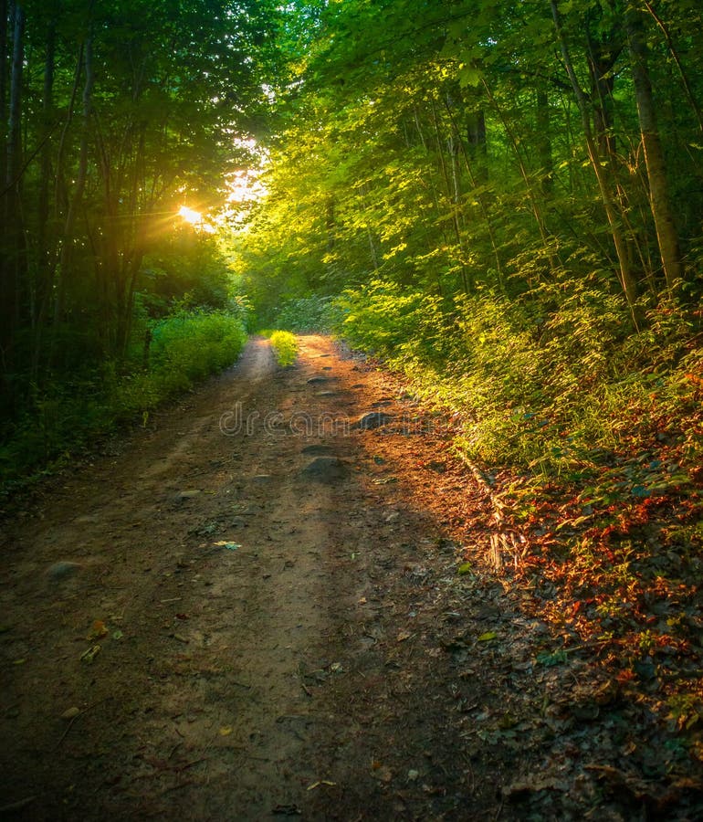 Enchanted Pathways: Majestic Forest Road in Summer Morning Stock Photo ...