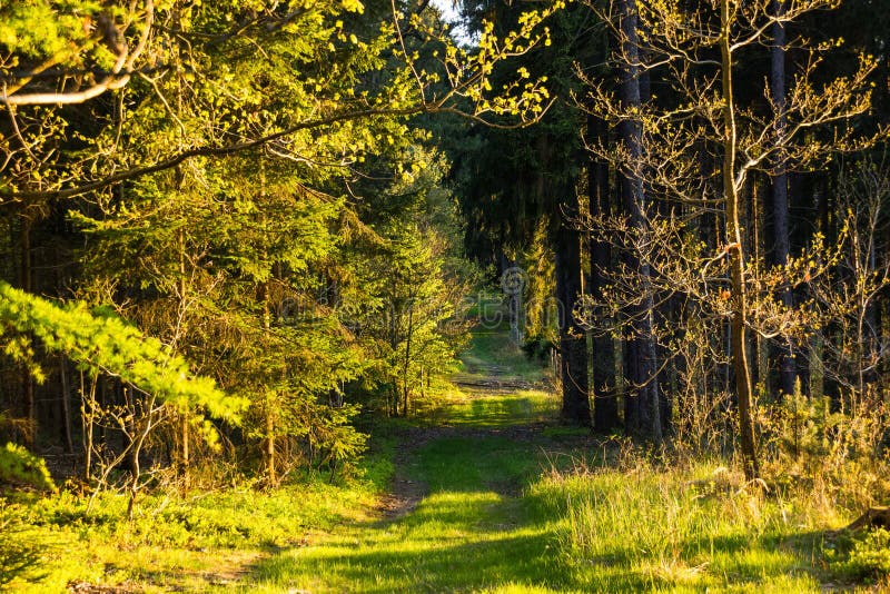 Enchanted Summer Evening Forrest Stock Photo - Image of magic, dusk ...