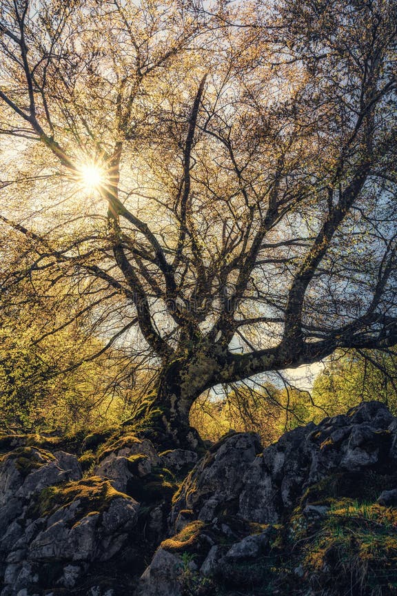 The ENCHANTED TREE at Sunlight Stock Image - Image of deciduous ...