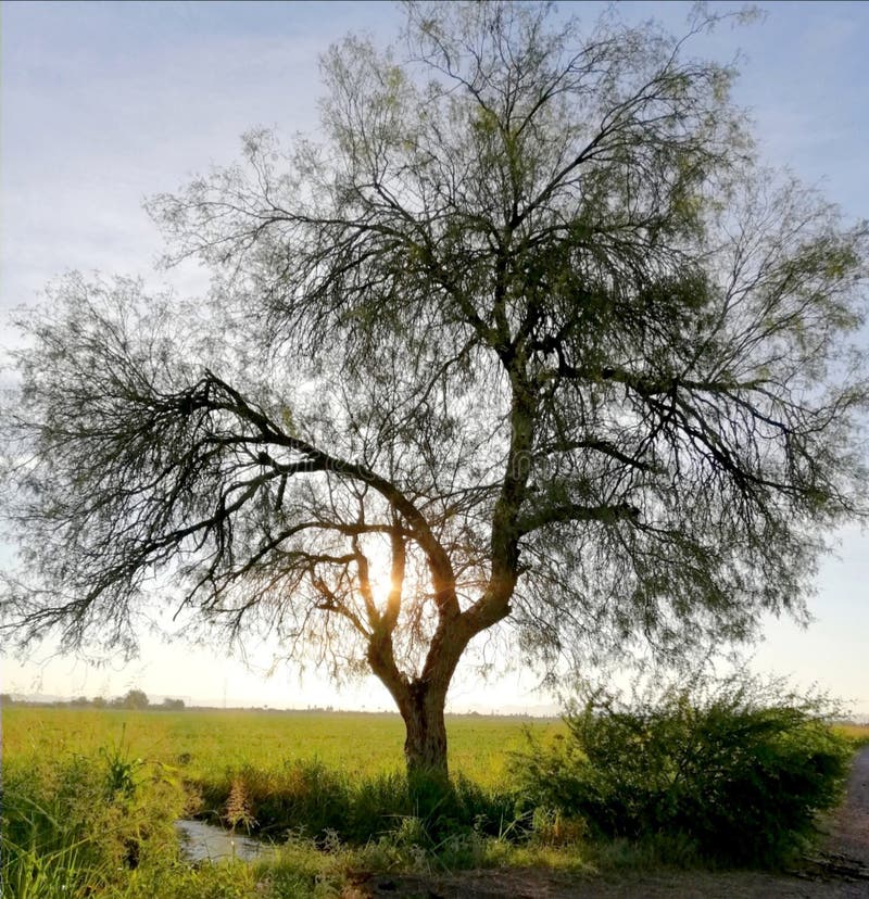 Enchanted tree. stock image. Image of enchanted, green - 160161639